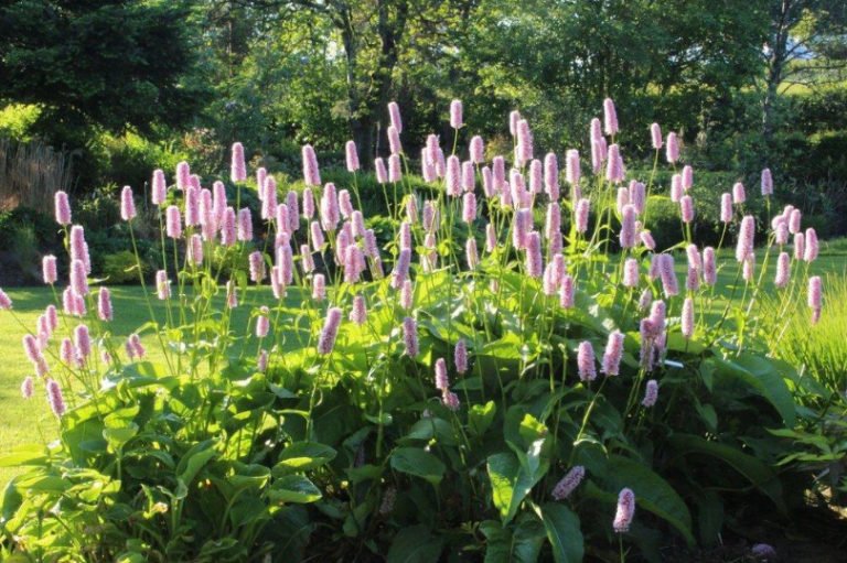 Amazing Polygonum - Species and Features