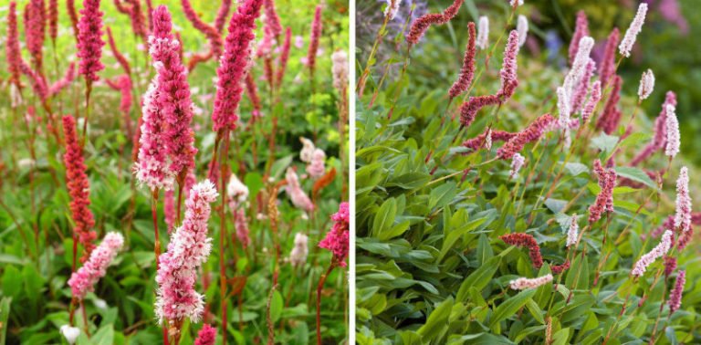Amazing Polygonum - Species and Features