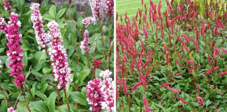 Amazing Polygonum - Species and Features