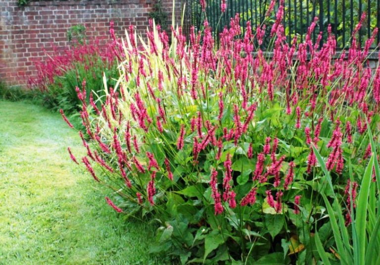Amazing Polygonum - Species and Features