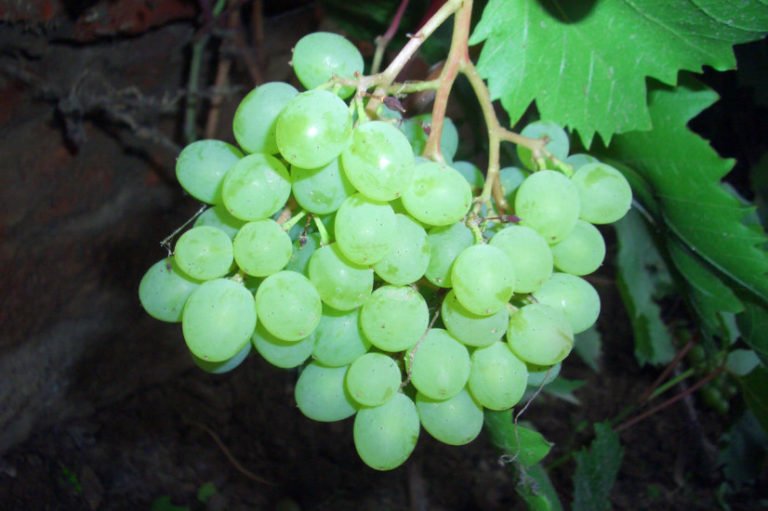 How to Grow Grapes In Cold Climates (Part 2)