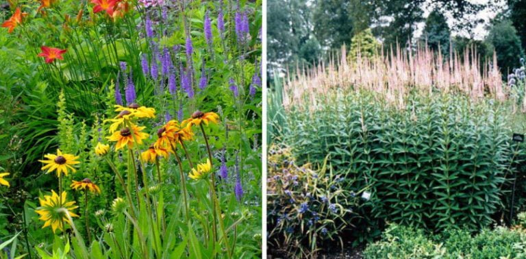 Plants With Spike-Like Inflorescences for Summer Contrasting Compositions