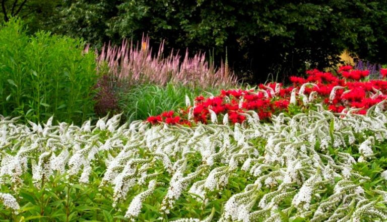 Plants With Spike-Like Inflorescences for Summer Contrasting ...