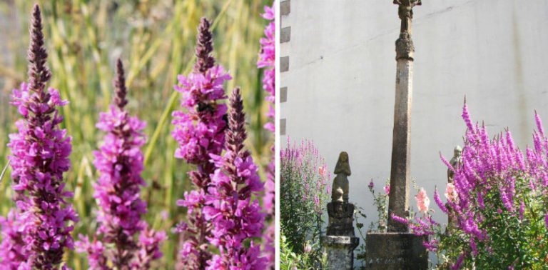 Plants With Spike-Like Inflorescences for Summer Contrasting Compositions