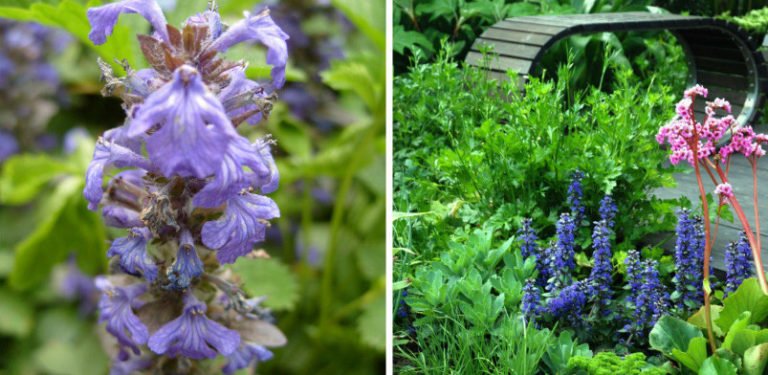 Plants With Spike-Like Inflorescences for Summer Contrasting Compositions