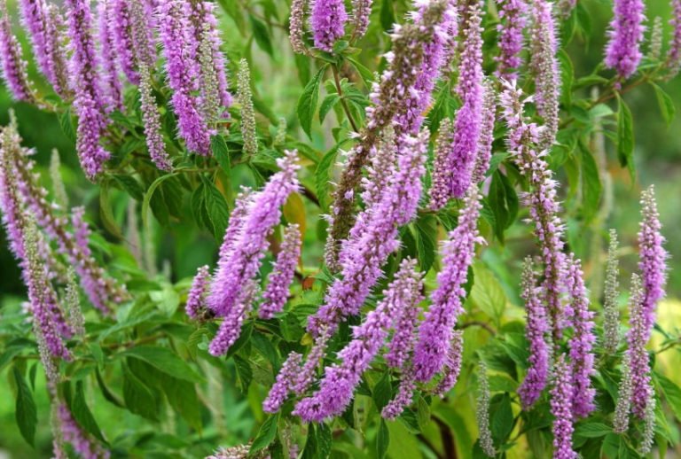 Plants With Spike-Like Inflorescences for Summer Contrasting Compositions