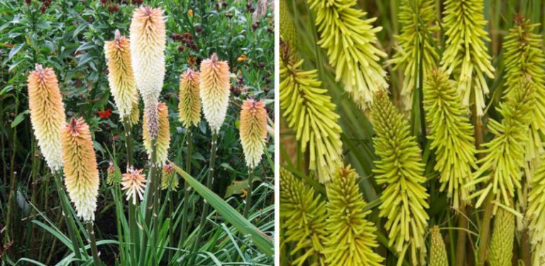 Plants With Spike-Like Inflorescences for Summer Contrasting Compositions