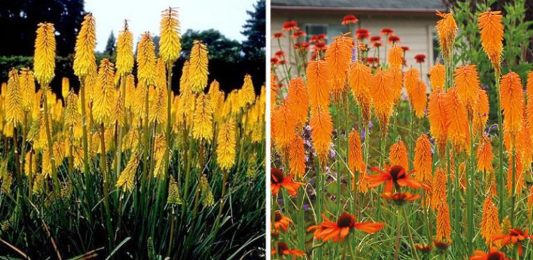 Plants With Spike-Like Inflorescences for Summer Contrasting Compositions