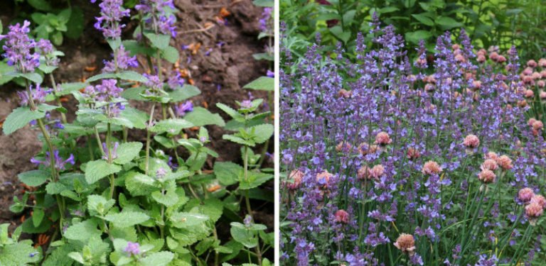 Plants With Spike-Like Inflorescences for Summer Contrasting Compositions