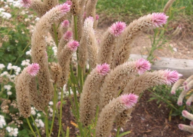 Plants With Spike-Like Inflorescences for Summer Contrasting Compositions