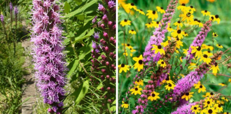 Plants With Spike-Like Inflorescences for Summer Contrasting Compositions