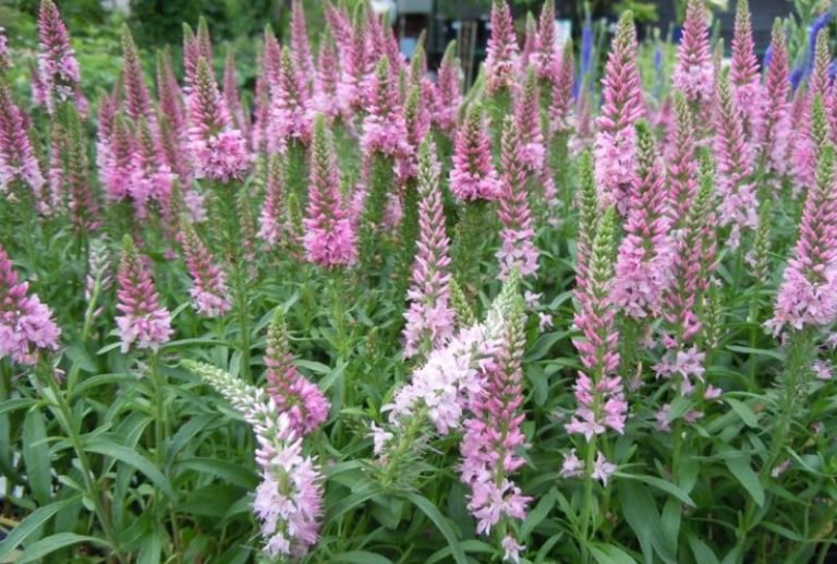 Plants With Spike-Like Inflorescences for Summer Contrasting Compositions