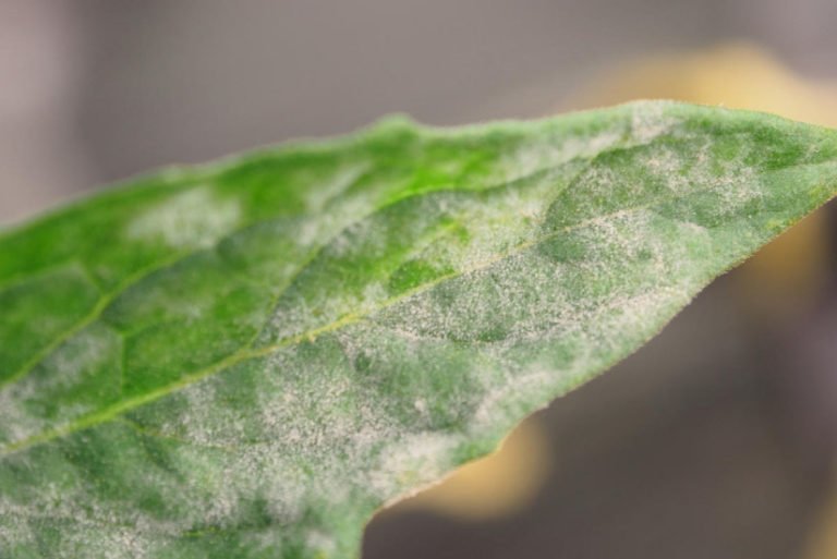 Powdery Mildew. Prevention and Treatment.