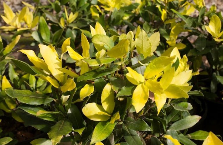 Trees and Shrubs With Yellow Leaves: Photos and Names, Features of ...