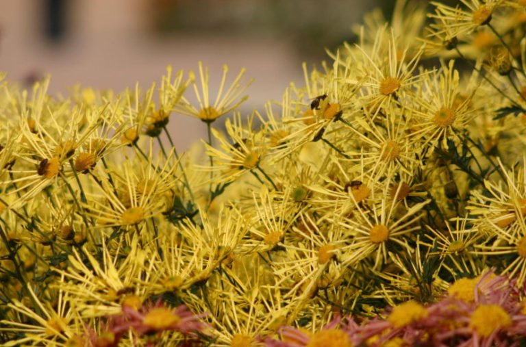 Plants Blooming in October: Review, Photos, Features of Cultivation ...