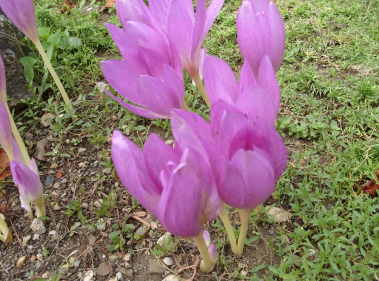 Plants Blooming in October: Review, Photos, Features of Cultivation ...