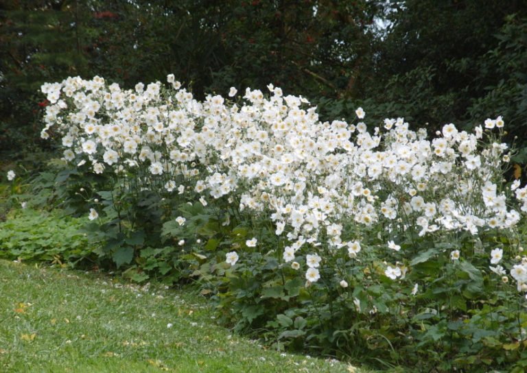 Plants Blooming in October: Review, Photos, Features of Cultivation ...