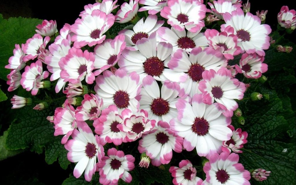 Cineraria in the Garden