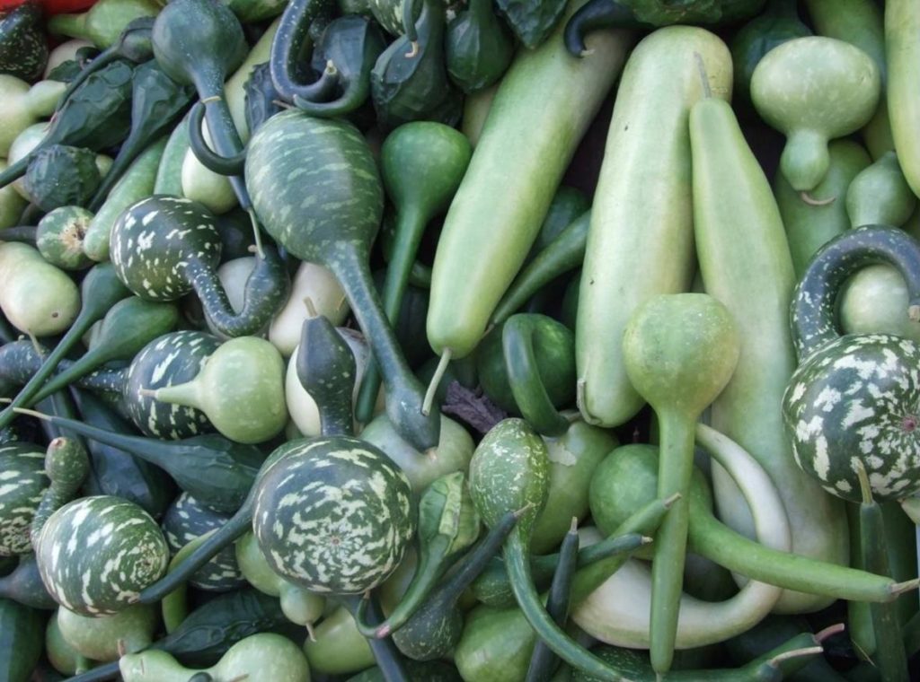 How To Plant And Care For Lagenaria