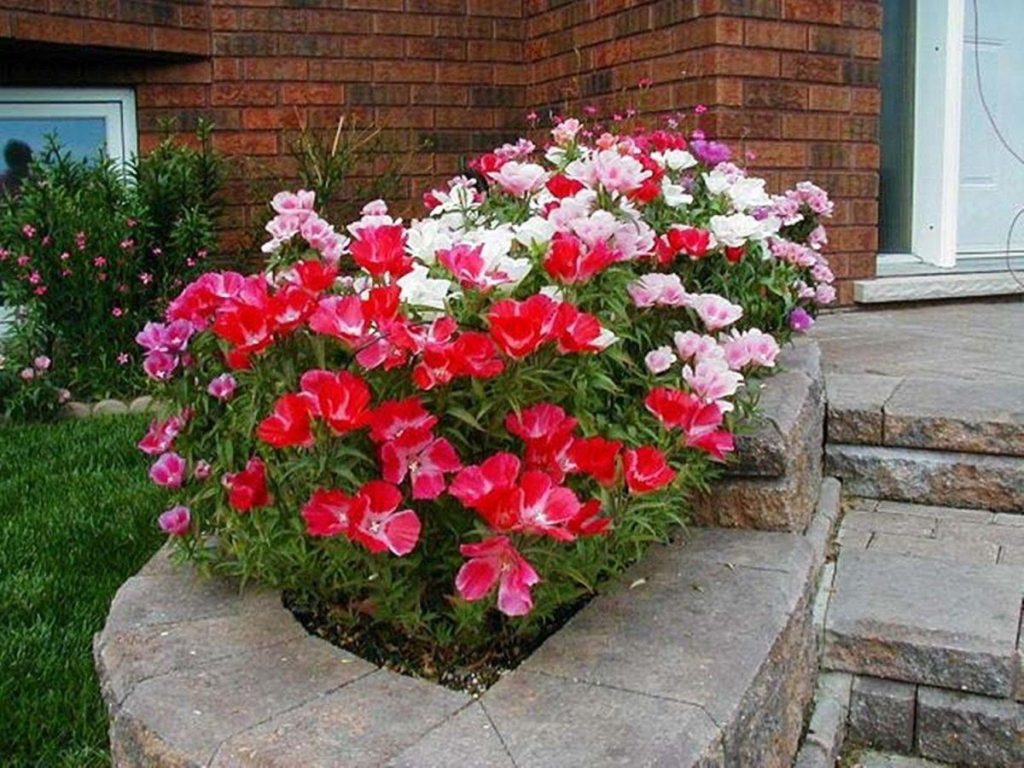 Clarkia - Flower of Passion - Best Landscape Ideas