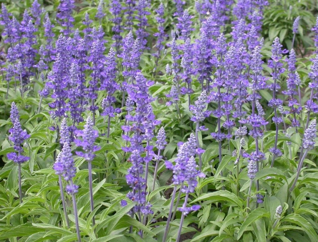 How To Plant And Care For Salvia
