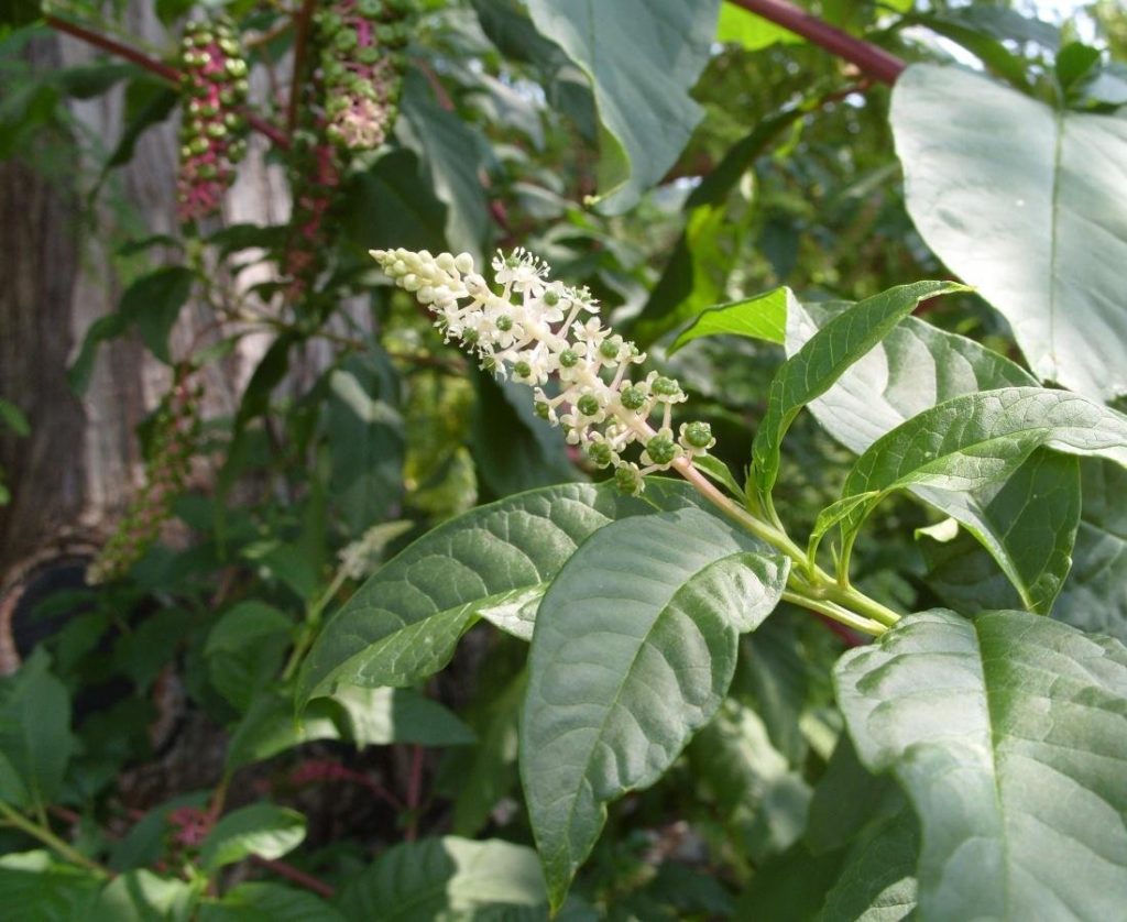 Phytolacca