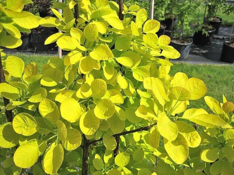 Planting, Growing, Caring for Cotinus