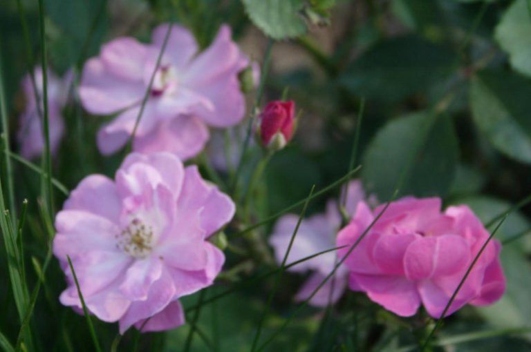 Blue Roses - 3 Varieties: Photos, Descriptions, Application in ...