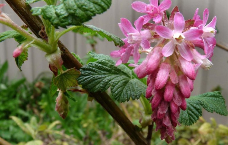 Currants: Types and Varieties, Peculiarities of Cultivation
