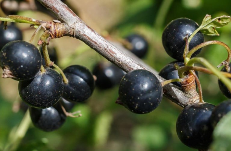 Currants: Types and Varieties, Peculiarities of Cultivation