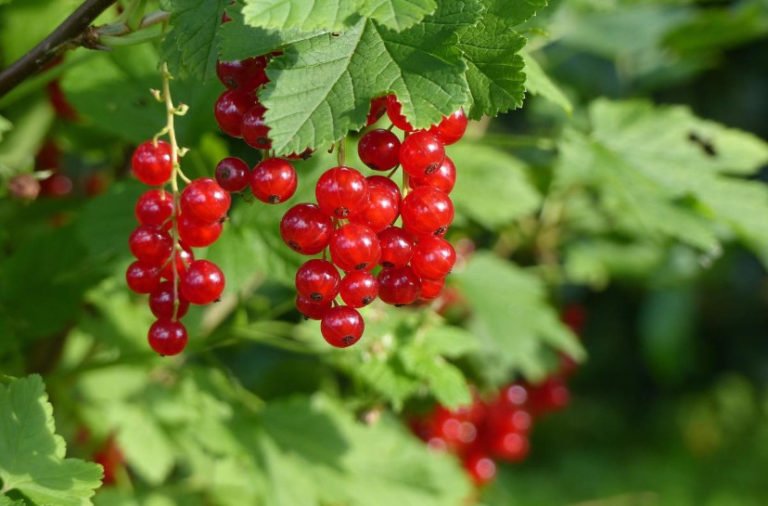 Currants: Types and Varieties, Peculiarities of Cultivation