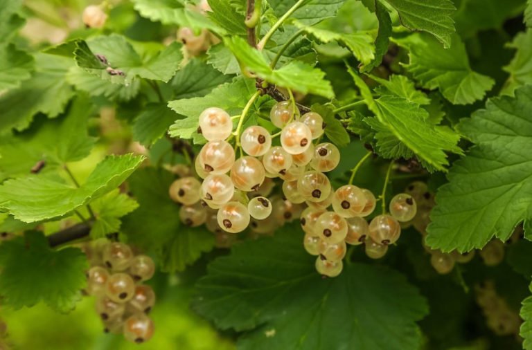 Currants: Types and Varieties, Peculiarities of Cultivation