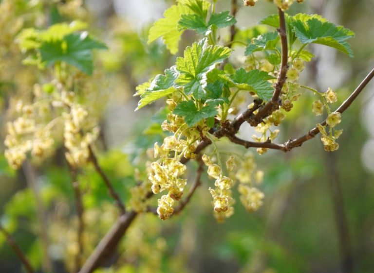 Currants: Types and Varieties, Peculiarities of Cultivation