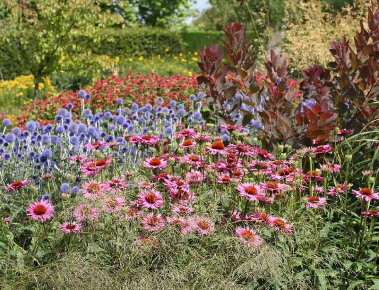 Dried Flowers: Names and Photos, Descriptions of Species and Varieties