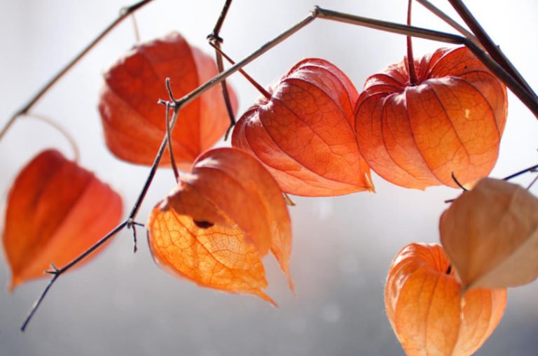 Dried Flowers: Names and Photos, Descriptions of Species and Varieties