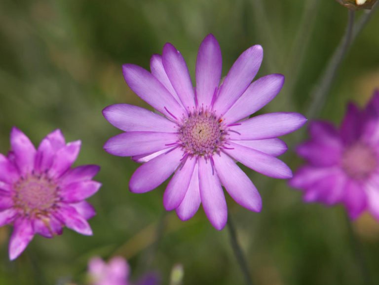 Dried Flowers: Names and Photos, Descriptions of Species and Varieties