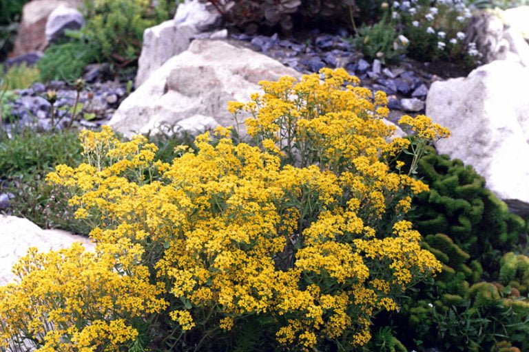 Cretaceous Plants in Nature and their Cultivation in the Garden (Part 2)