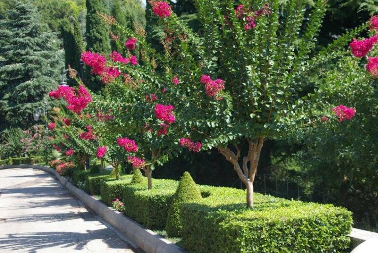 Flowering Hedges: Medium and High