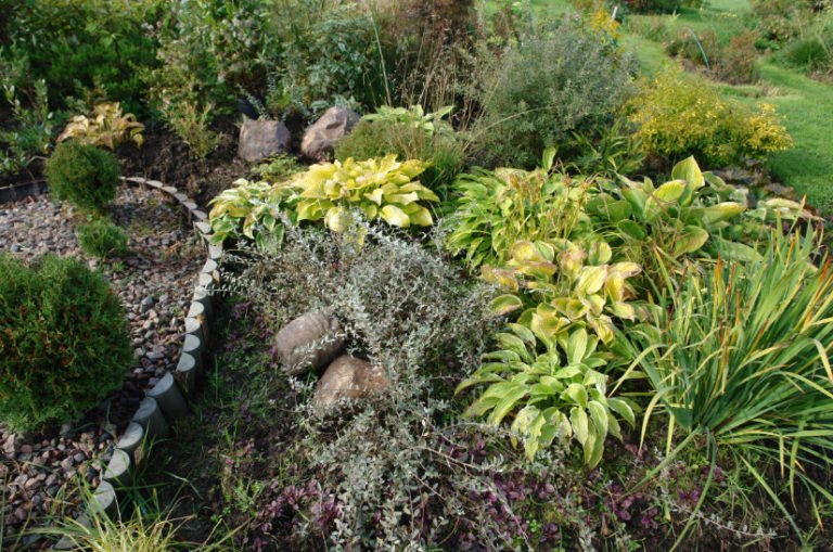 Dwarf Willow: Photo and Description of Species