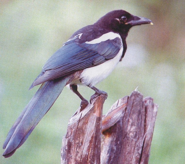 Magpies in the Garden: a Personal Observation