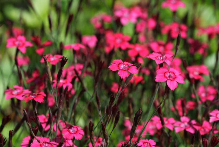 Perennial Carnations-Wild and Garden Species