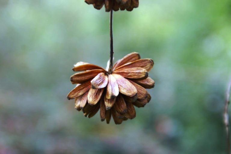 Seeds of Trees and Shrubs: Terms of Collection and Storage Rules