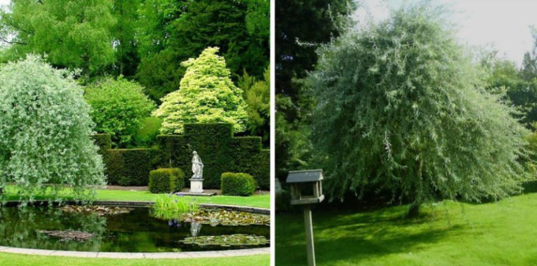 Silver Trees and Bushes: Description, Photos, Features of Cultivation