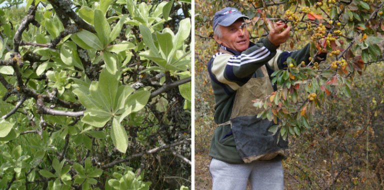 Silver Trees and Bushes: Description, Photos, Features of Cultivation