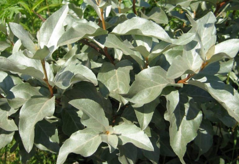 Silver Trees and Bushes: Description, Photos, Features of Cultivation