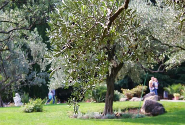 Silver Trees and Bushes: Description, Photos, Features of Cultivation