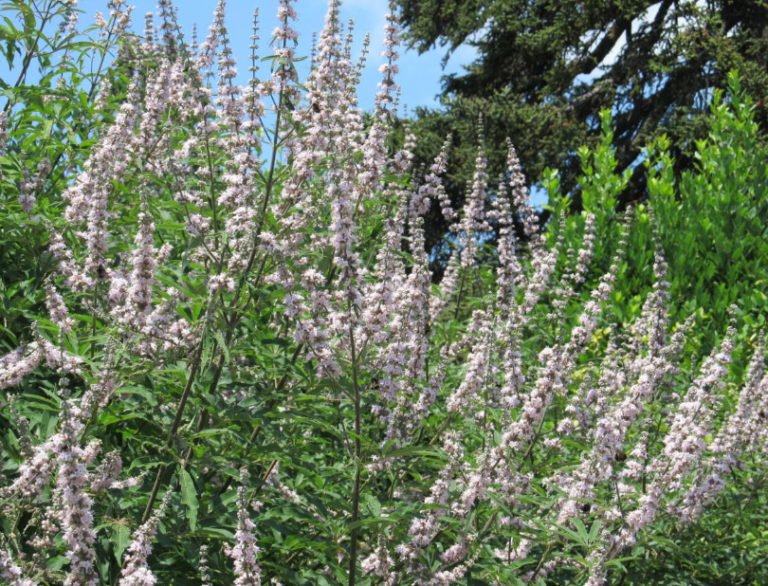 Silver Trees and Bushes: Description, Photos, Features of Cultivation