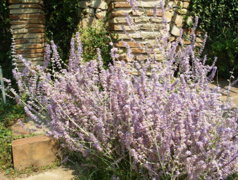 Silver Trees and Bushes: Description, Photos, Features of Cultivation