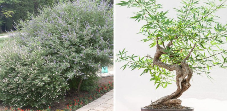 Silver Trees and Bushes: Description, Photos, Features of Cultivation