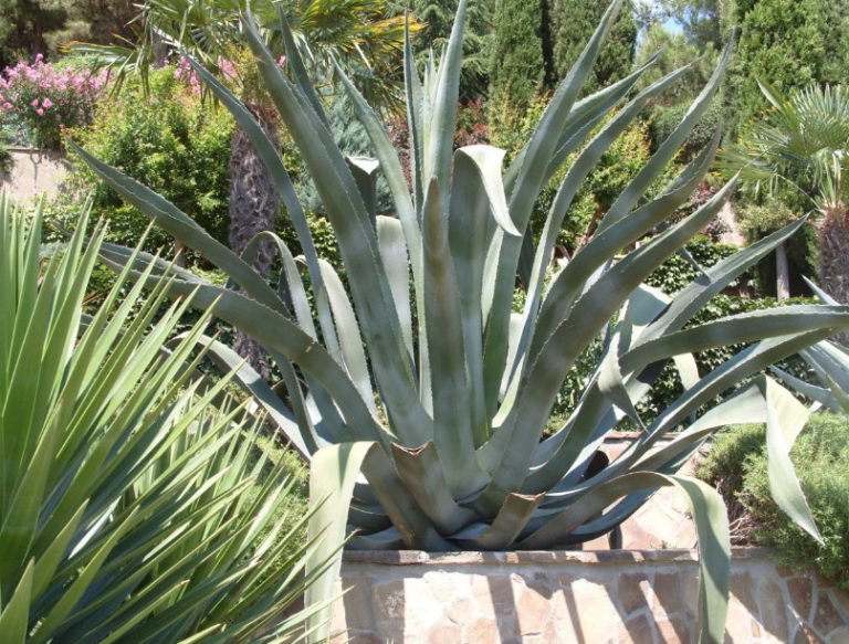 Silver Trees and Bushes: Description, Photos, Features of Cultivation